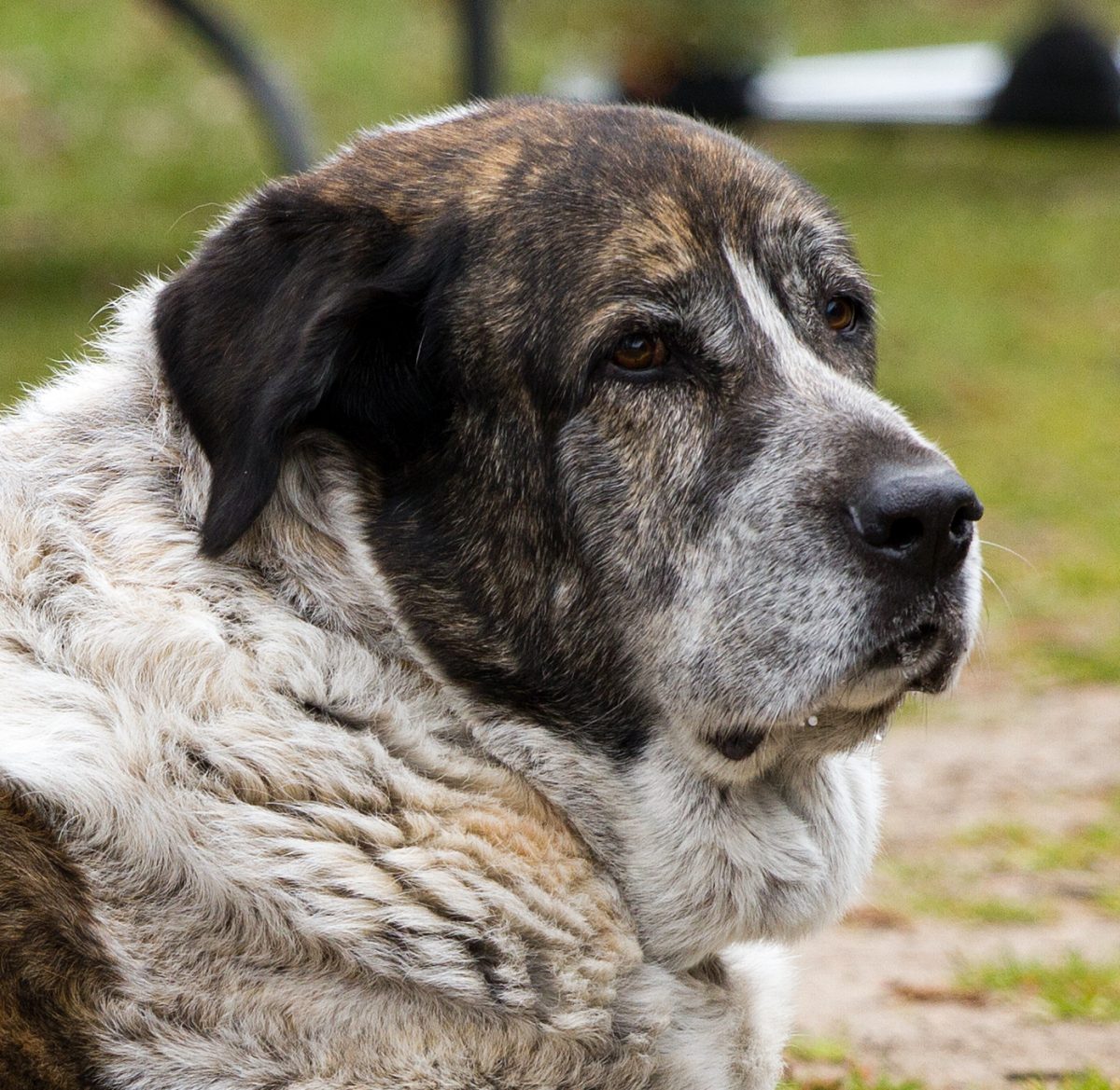 De Spaanse Mastiff, grote honden met een bijzonder karakter. | PAWS ...